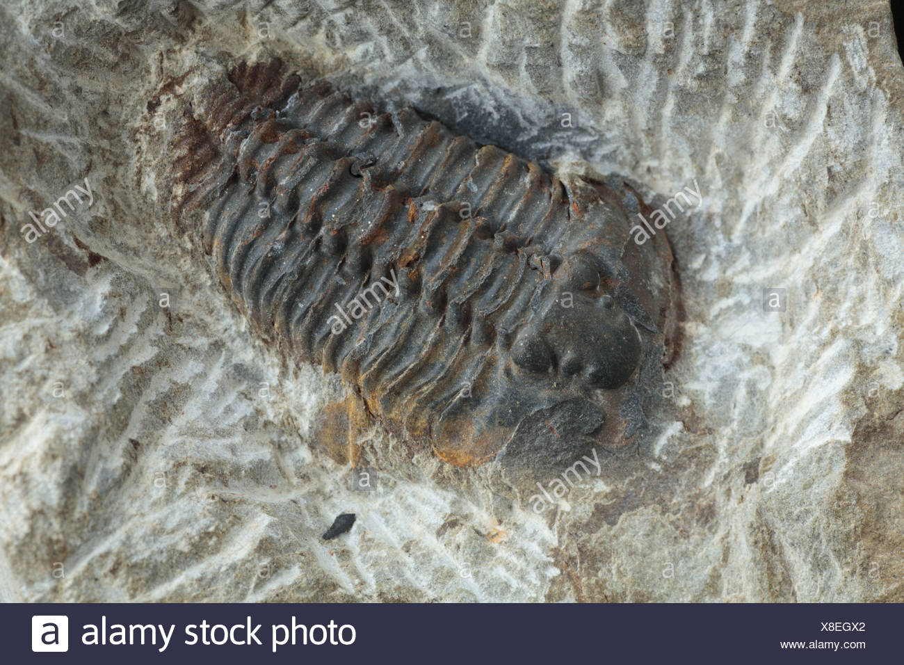 Welsh Fossils High Resolution Stock Photography and Images - Alamy