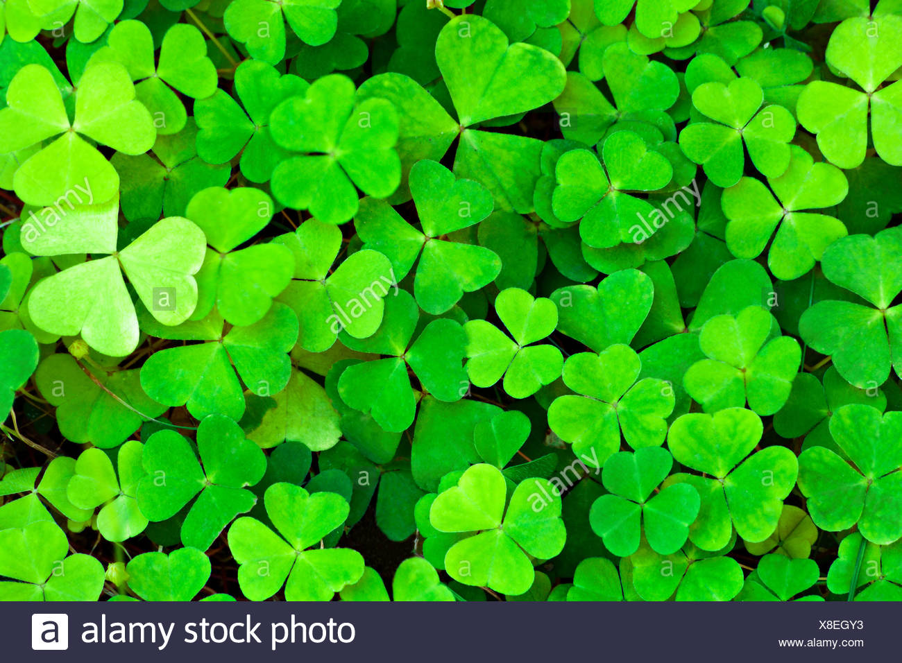Clover Lawn High Resolution Stock Photography and Images - Alamy