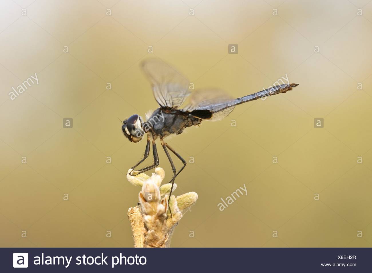 African Dragonfly High Resolution Stock Photography and Images - Alamy