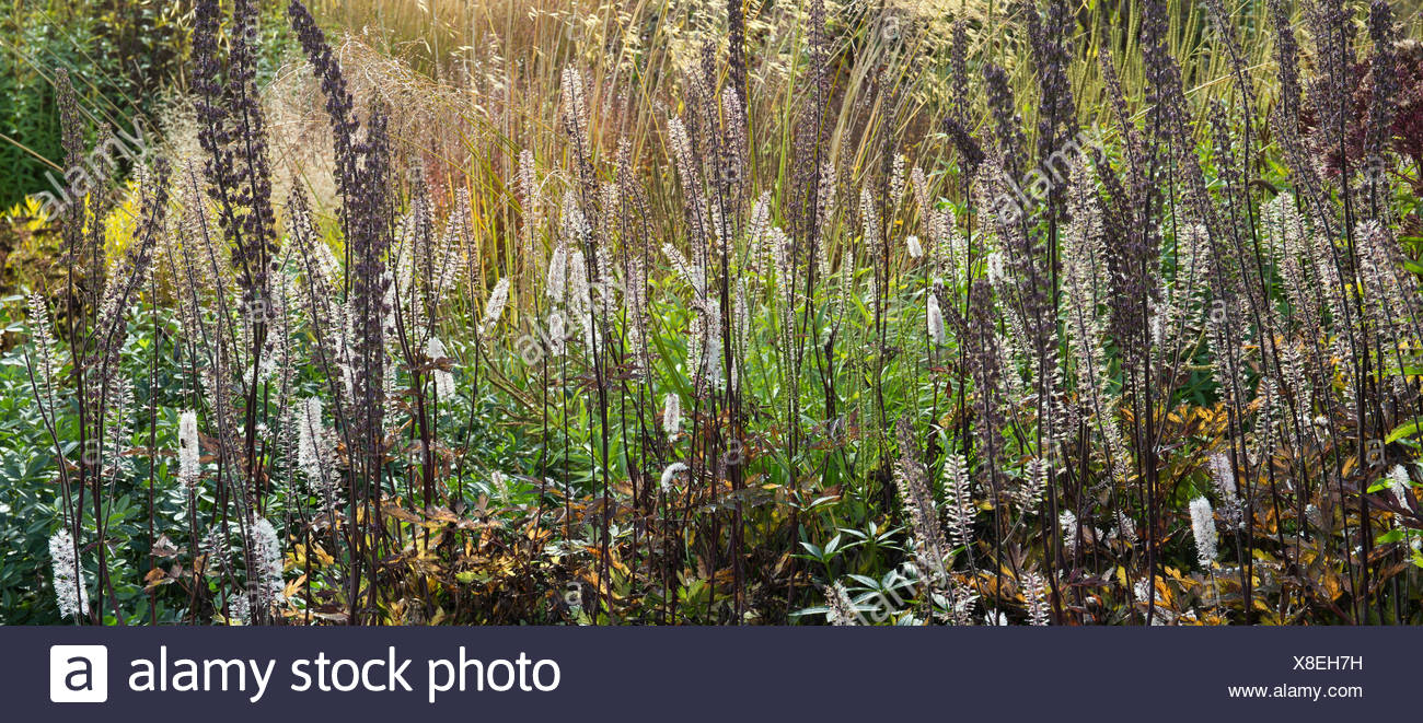 Oudolf Borders Stock Photos & Oudolf Borders Stock Images - Alamy