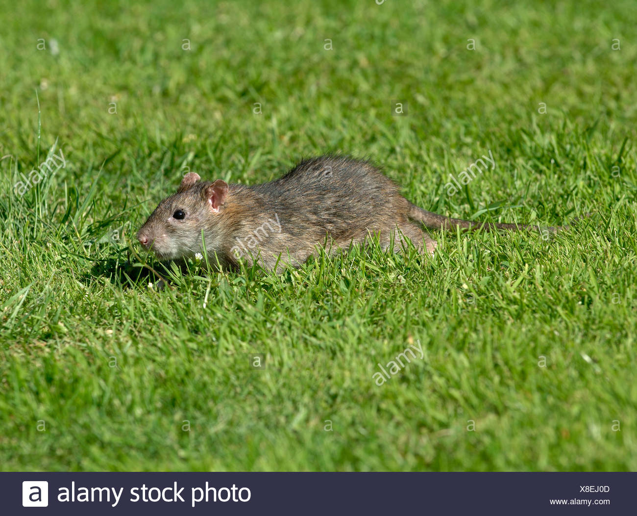 Scurrying Stock Photos & Scurrying Stock Images - Alamy