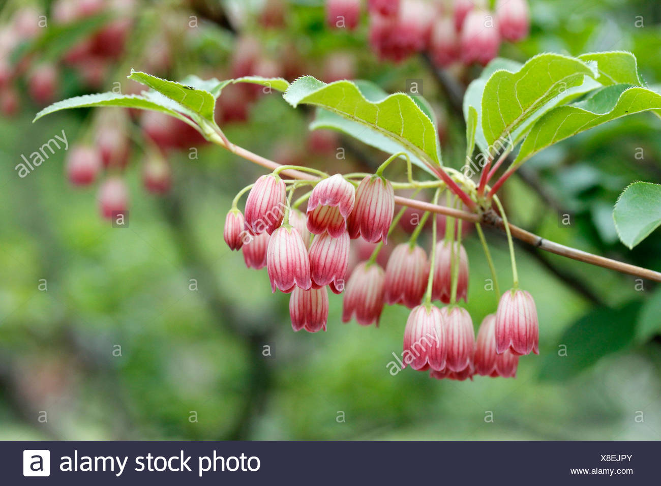 Enkianthus High Resolution Stock Photography and Images - Alamy