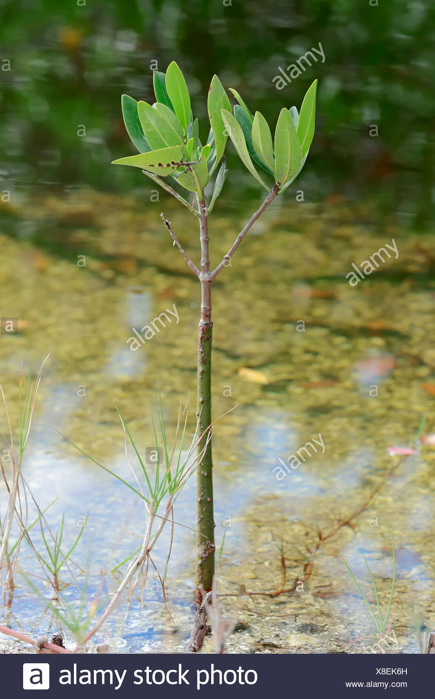 Red Mangrove Trees High Resolution Stock Photography and Images - Alamy