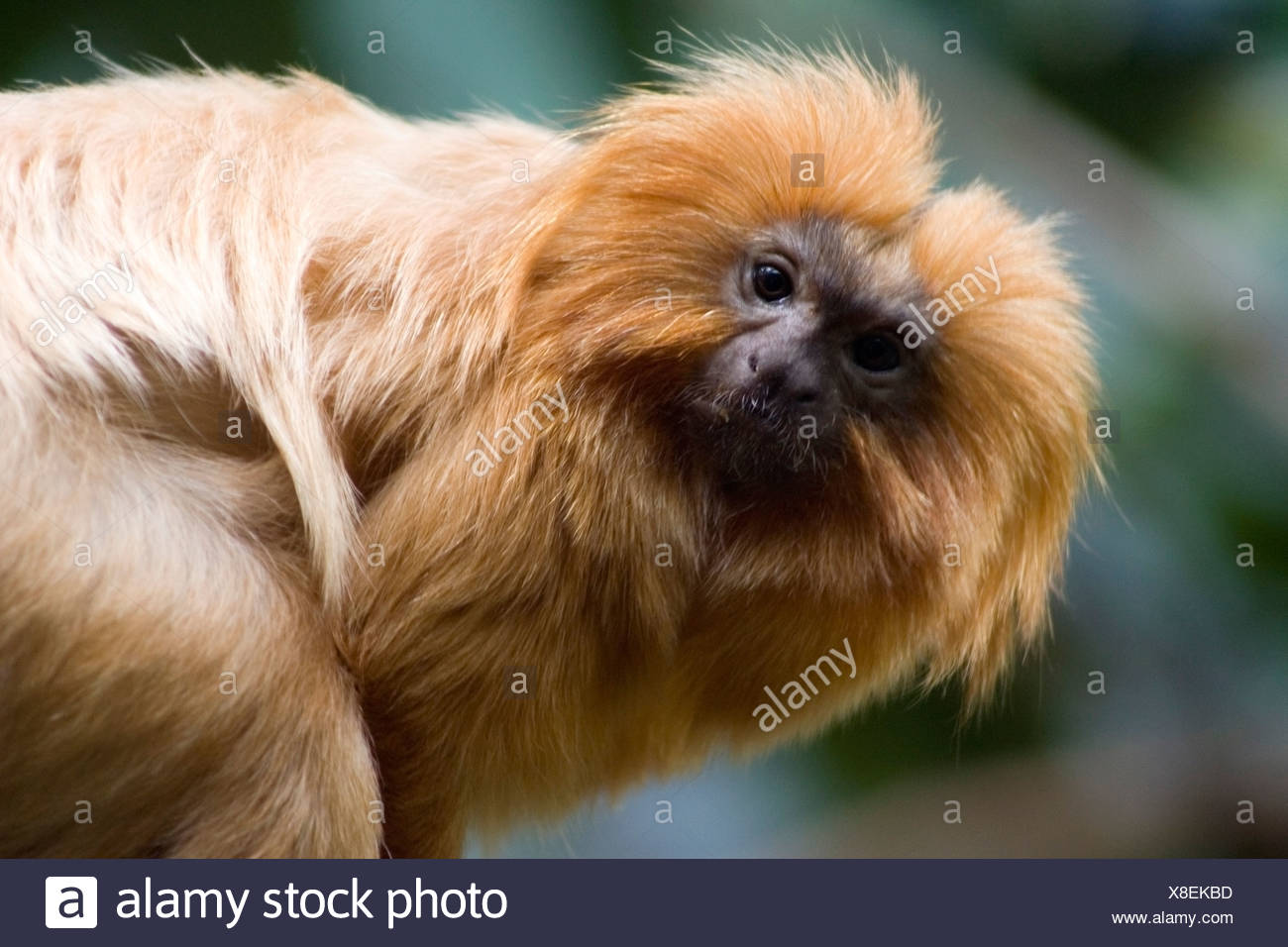 Indianapolis Zoo Stock Photos & Indianapolis Zoo Stock Images - Alamy