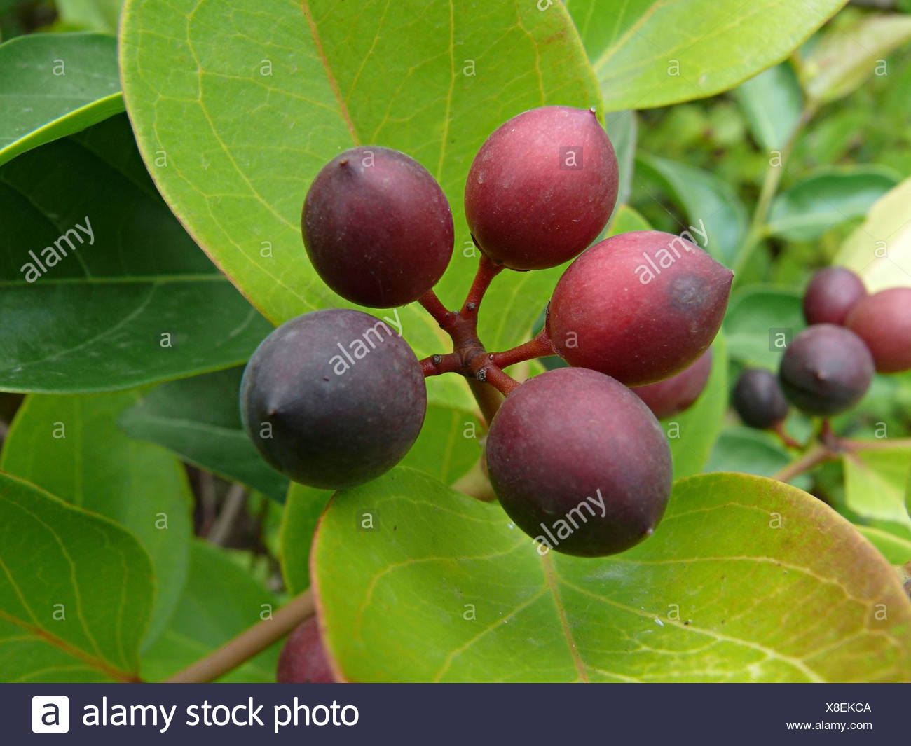 Karwanda Stock Photos & Karwanda Stock Images - Alamy