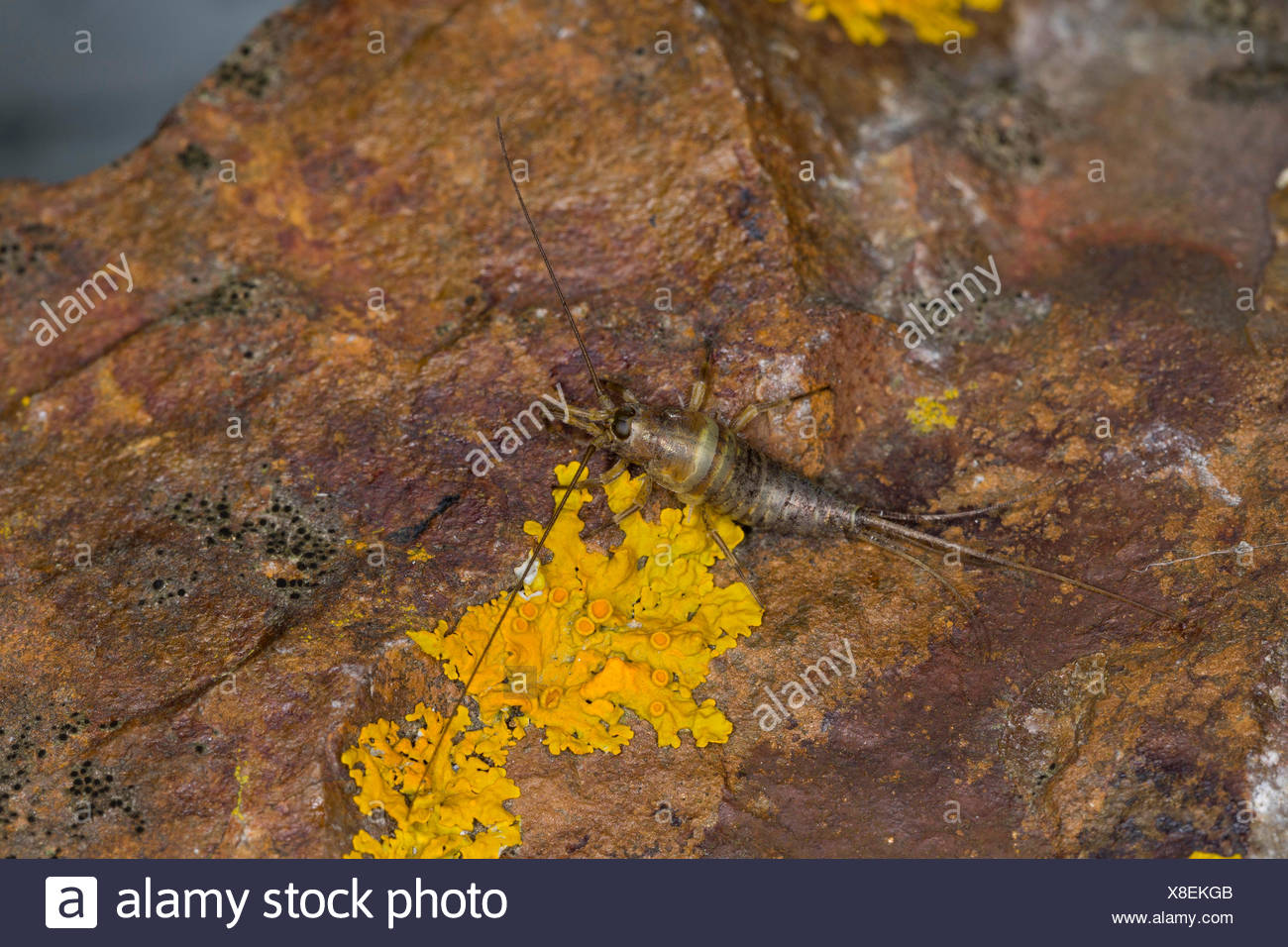 Rock Bristletails High Resolution Stock Photography and Images - Alamy