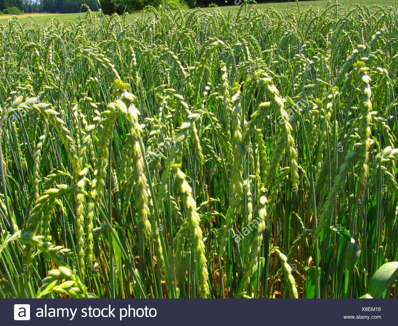 Spelt Wheat Triticum Spelta High Resolution Stock Photography and ...
