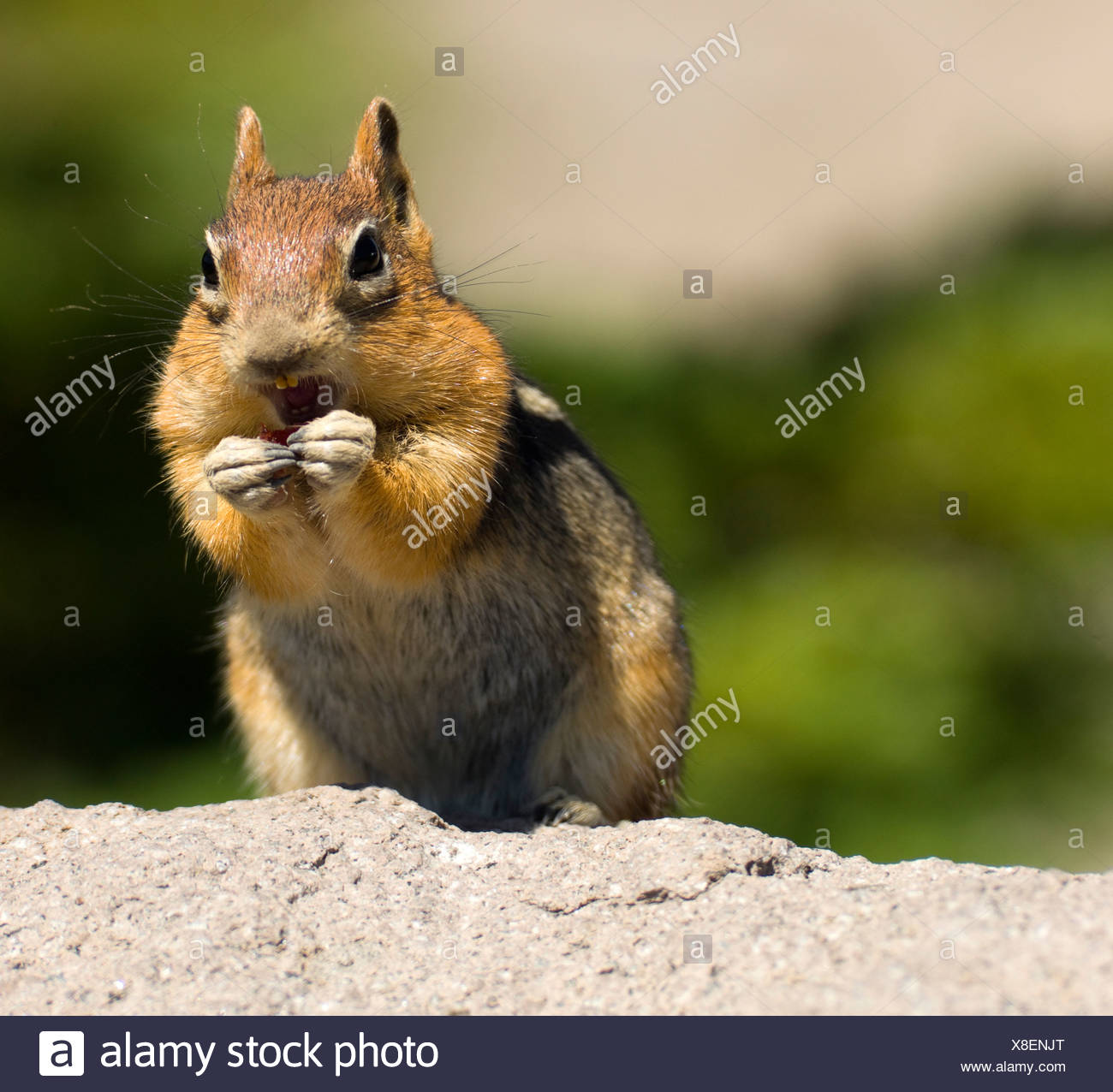 Chipmunk Teeth Stock Photos & Chipmunk Teeth Stock Images - Alamy