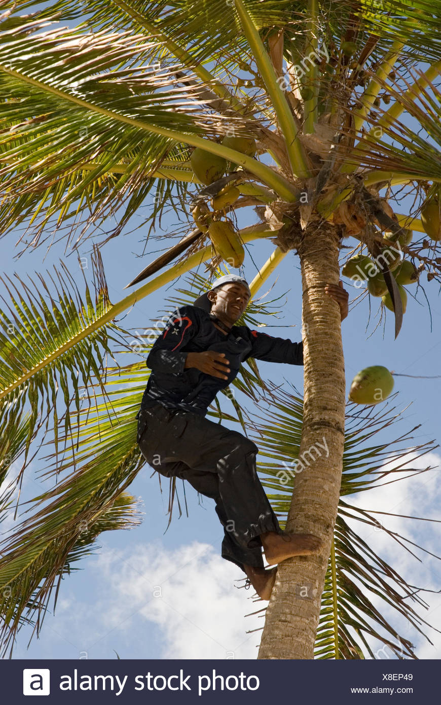 Climbing A Coconut Tree High Resolution Stock Photography and Images ...