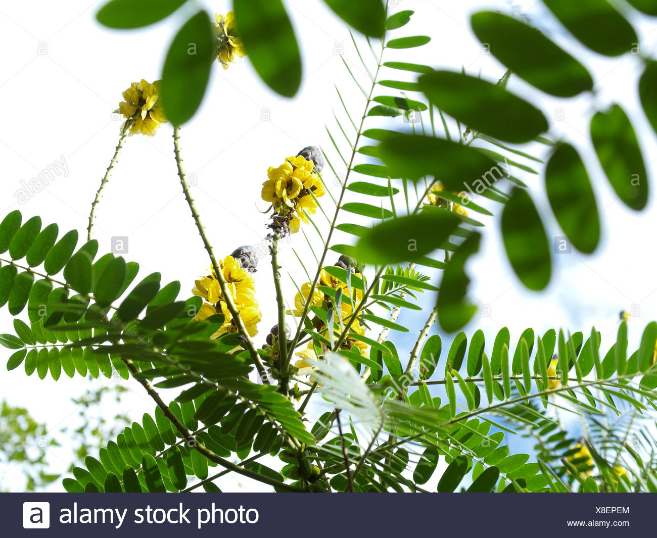 Yellow Jacaranda High Resolution Stock Photography and Images - Alamy