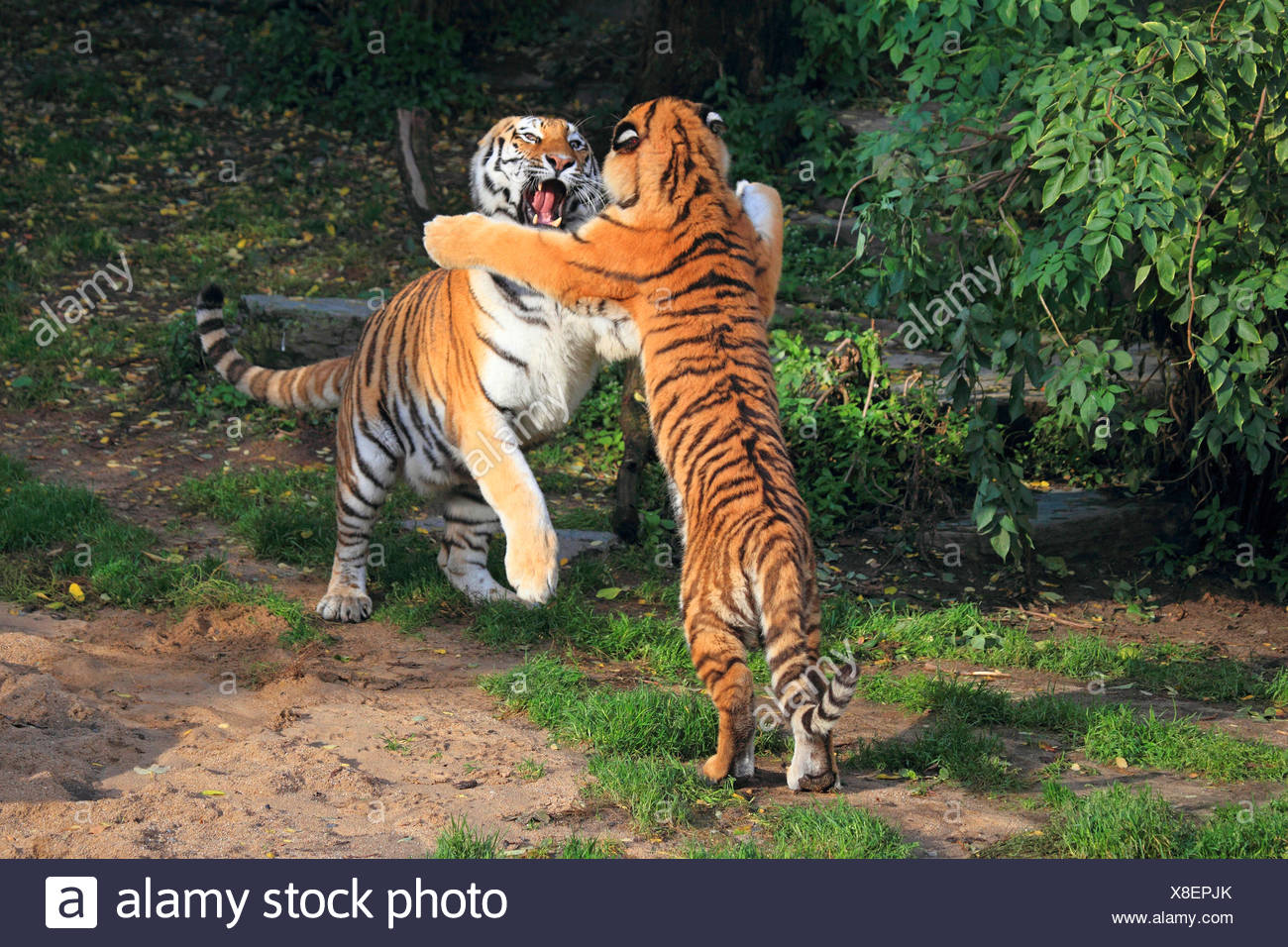 Tiger Tigers Family High Resolution Stock Photography and Images - Alamy