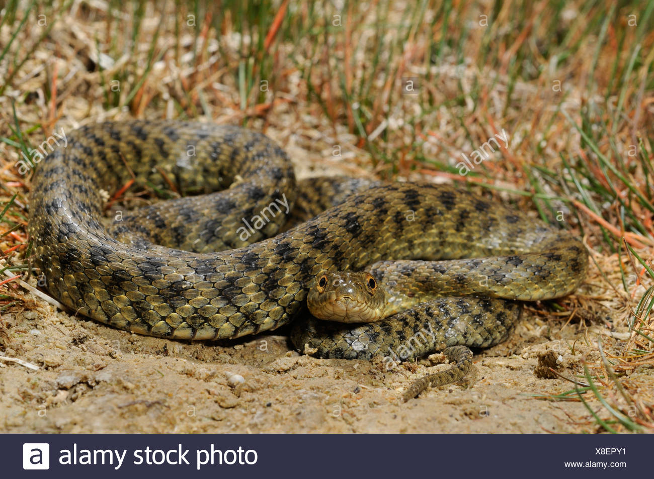 Snakes Of The Greek Islands High Resolution Stock Photography and ...