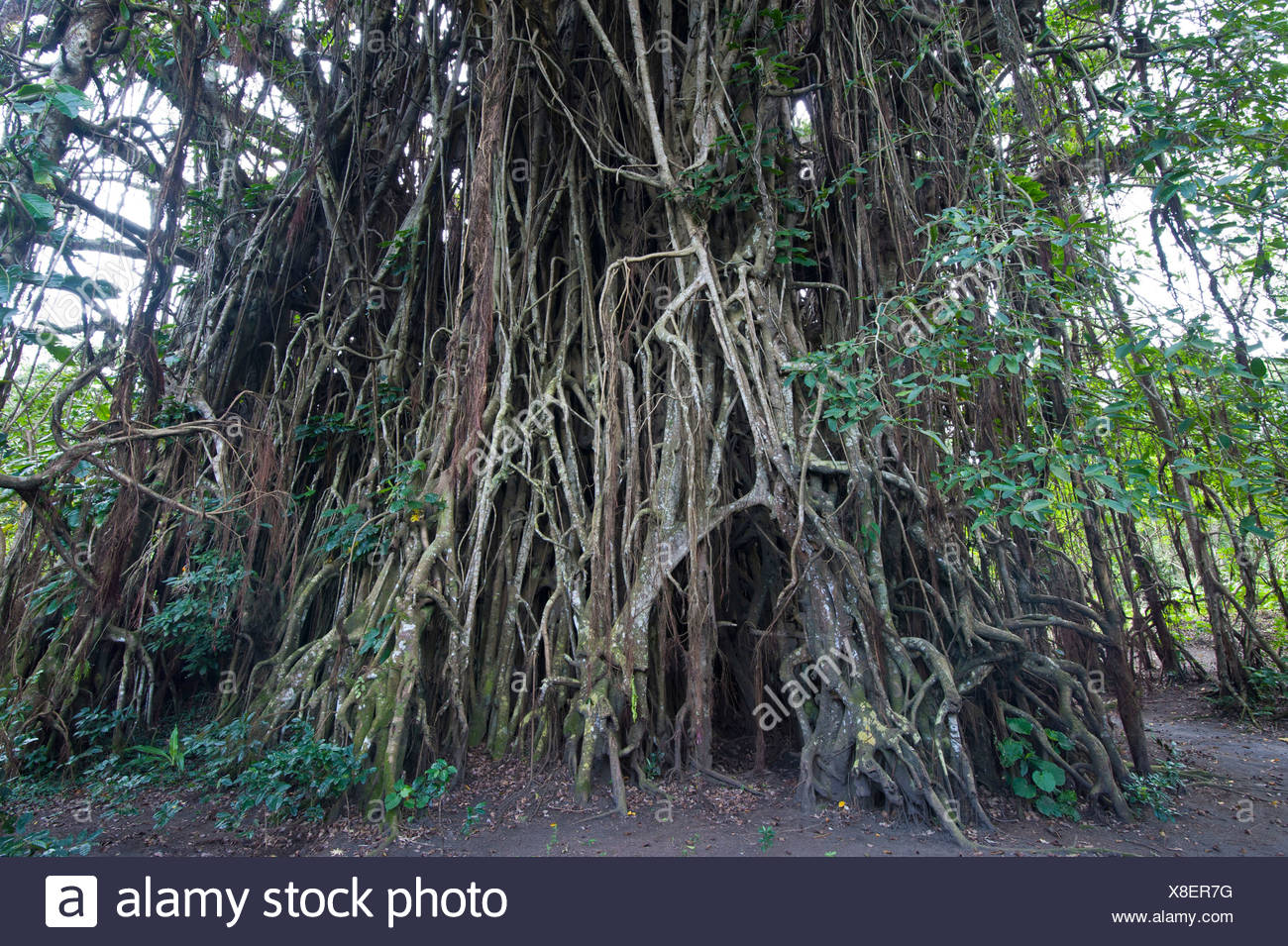 Giant Ficus Tree High Resolution Stock Photography and Images - Alamy
