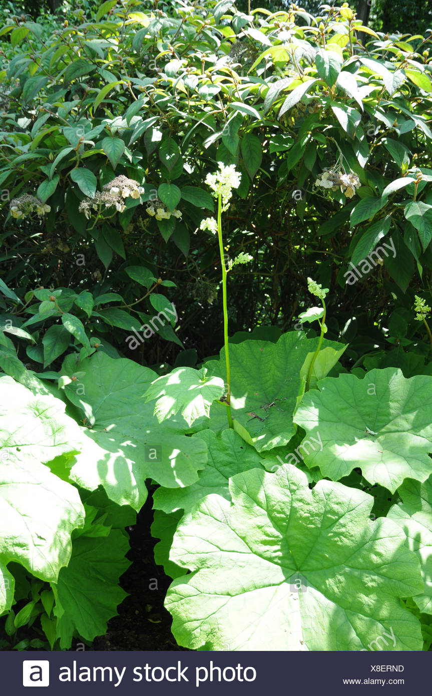 Astilboides Tabularis High Resolution Stock Photography and Images - Alamy