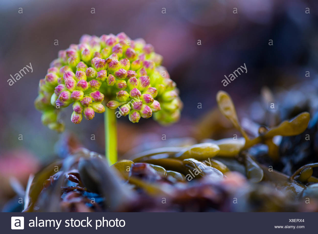 Samphire Growing By The Sea High Resolution Stock Photography and ...