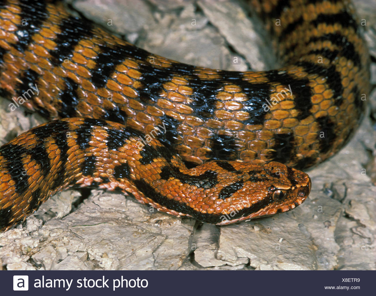 Venomous Snake In France Stock Photos & Venomous Snake In France Stock ...