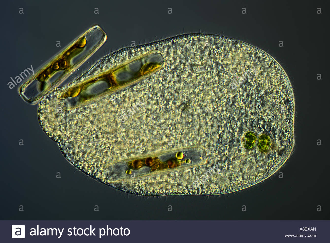 One Celled Stock Photos & One Celled Stock Images - Alamy