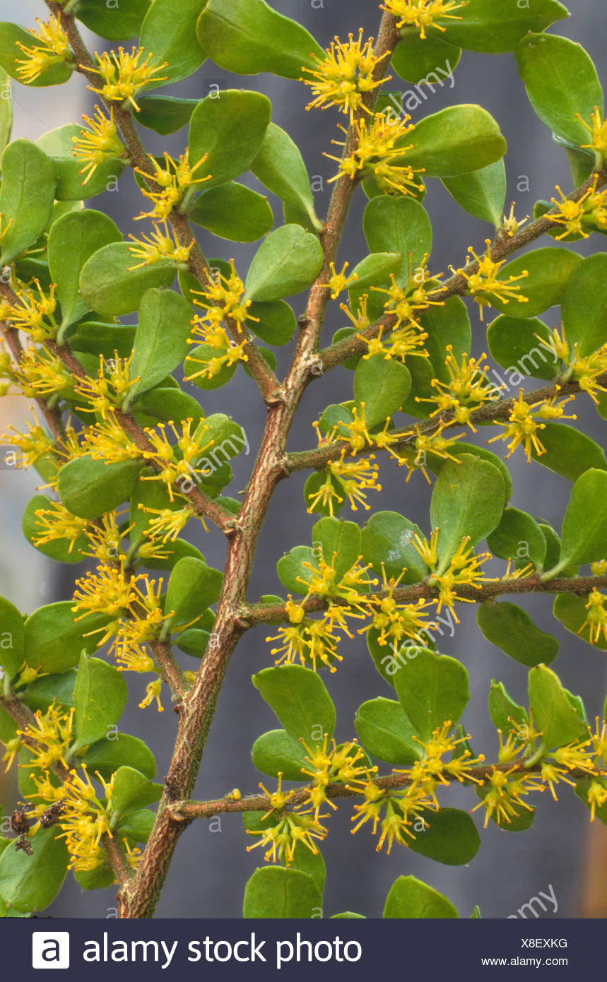 Azara Stock Photos & Azara Stock Images - Alamy