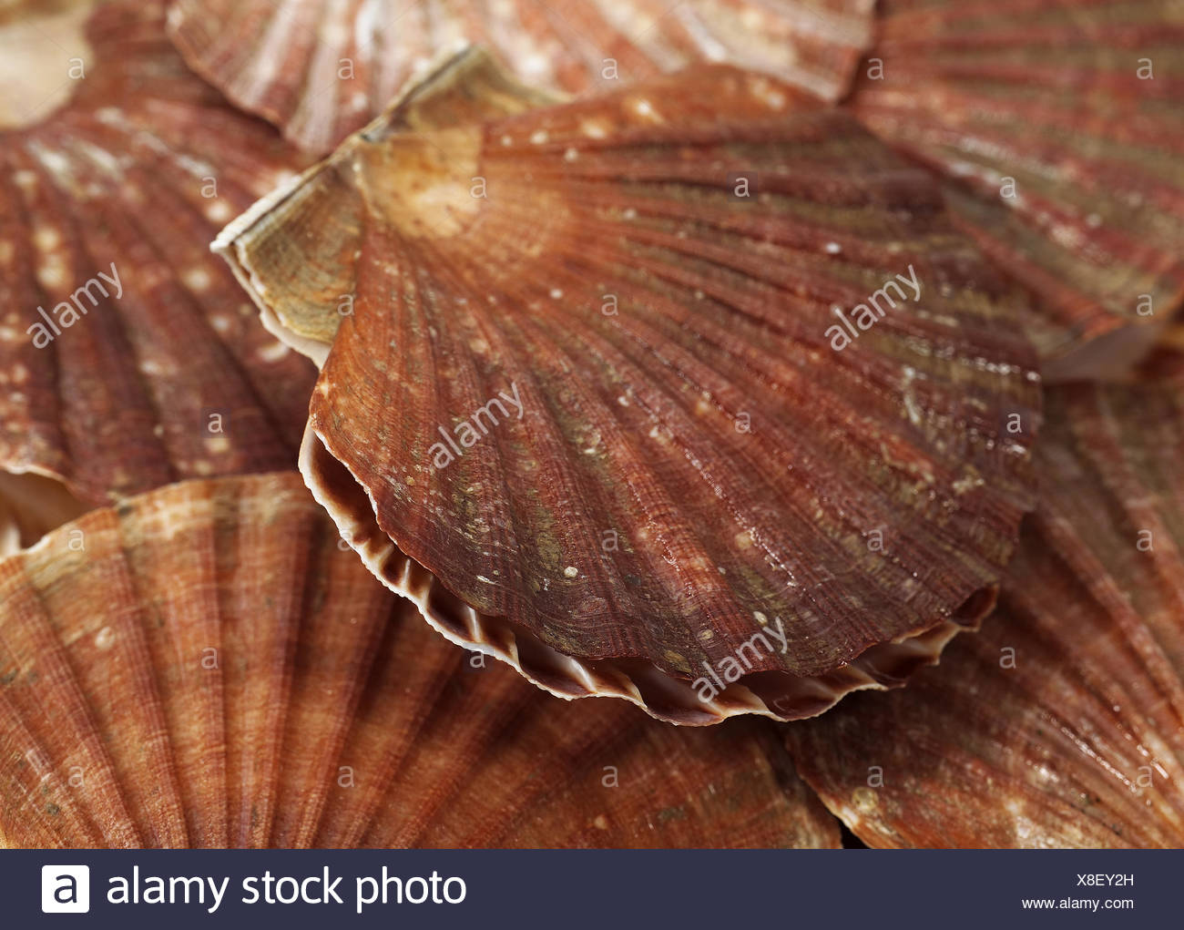 Pecten Maximus Stock Photos & Pecten Maximus Stock Images - Alamy