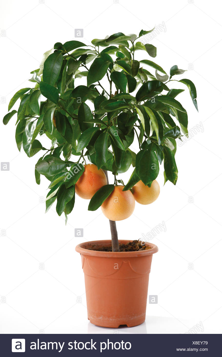 Grapefruit Tree Stock Photos & Grapefruit Tree Stock Images - Alamy