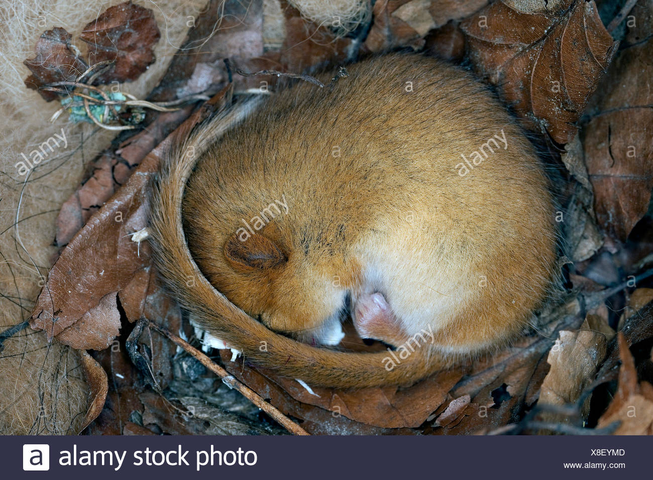 Sleeping Dormouse High Resolution Stock Photography and Images - Alamy