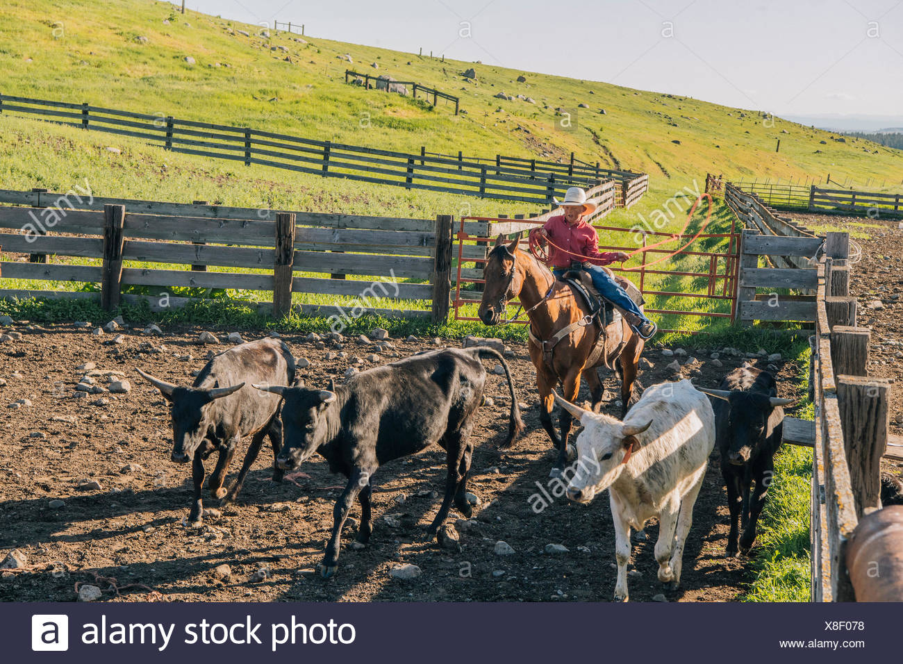 Cowboy Lassoing Bull High Resolution Stock Photography and Images - Alamy