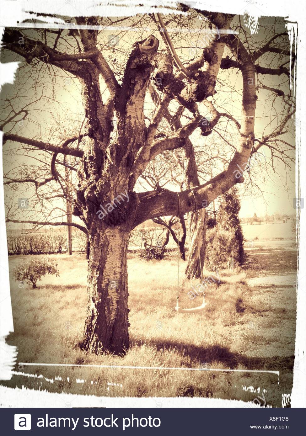 Rope Swing Hanging From Tree High Resolution Stock Photography and ...