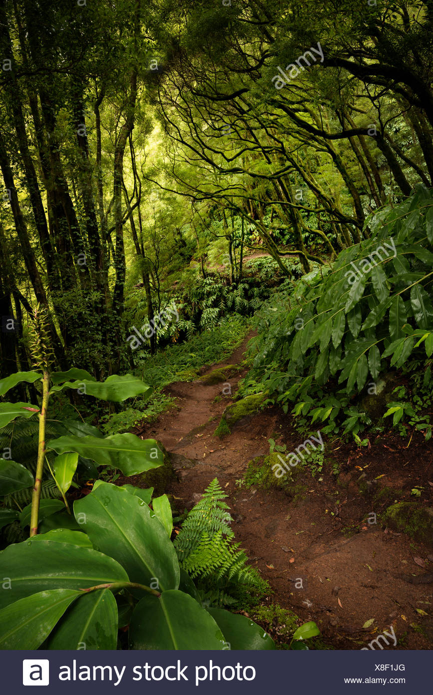 Jungle Path High Resolution Stock Photography and Images - Alamy