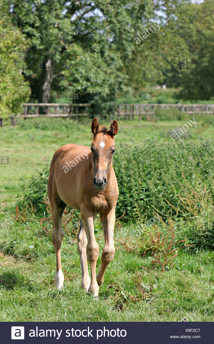 Cheval De Selle Francais High Resolution Stock Photography and Images ...
