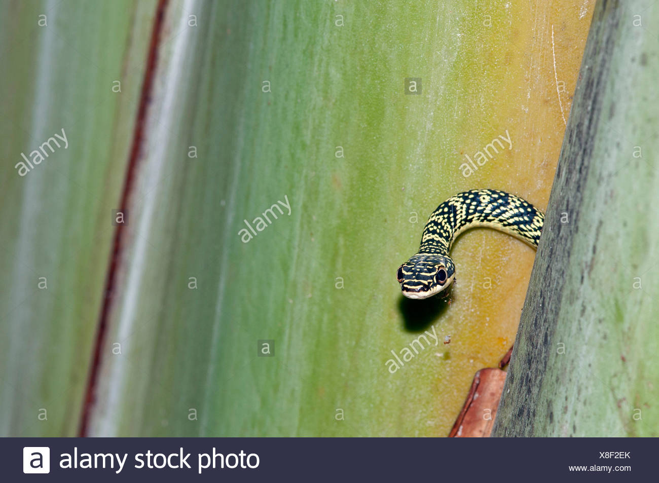 Colubridae High Resolution Stock Photography and Images - Alamy