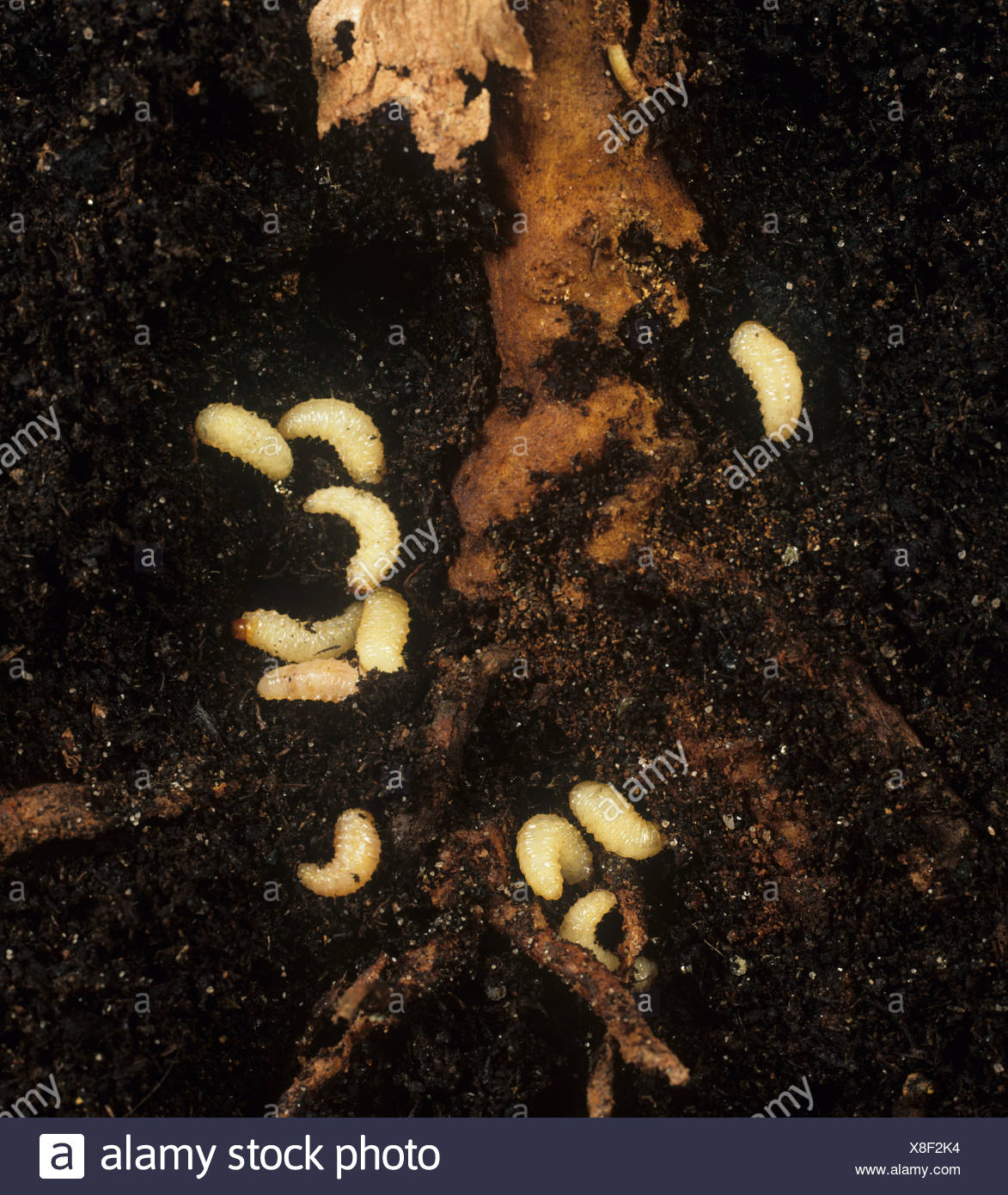 Vine Weevil Larvae High Resolution Stock Photography and Images - Alamy