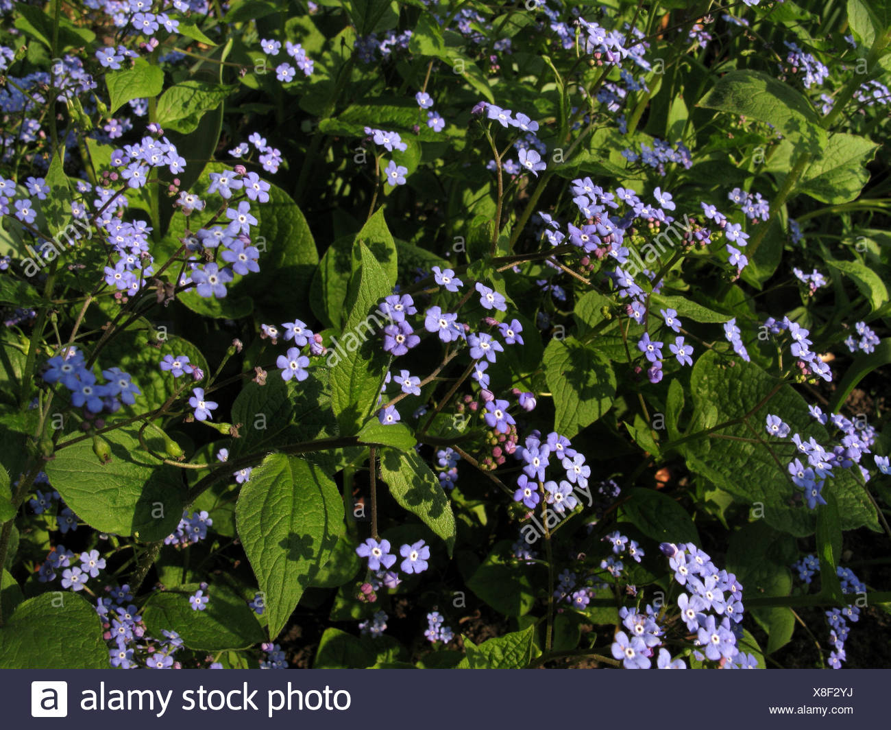 Brunnera High Resolution Stock Photography and Images - Alamy