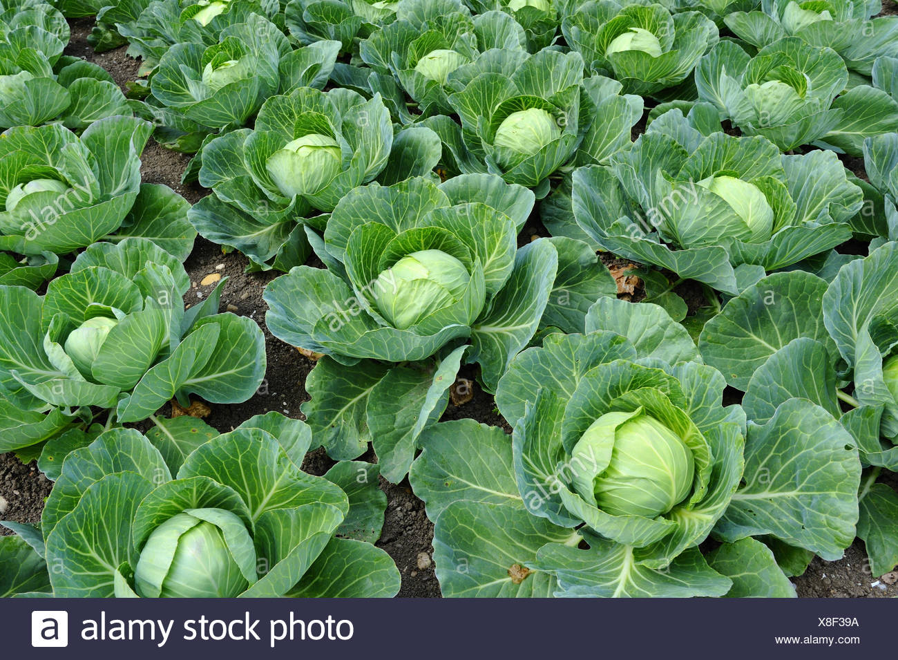Brassica_oleracea High Resolution Stock Photography and Images - Alamy