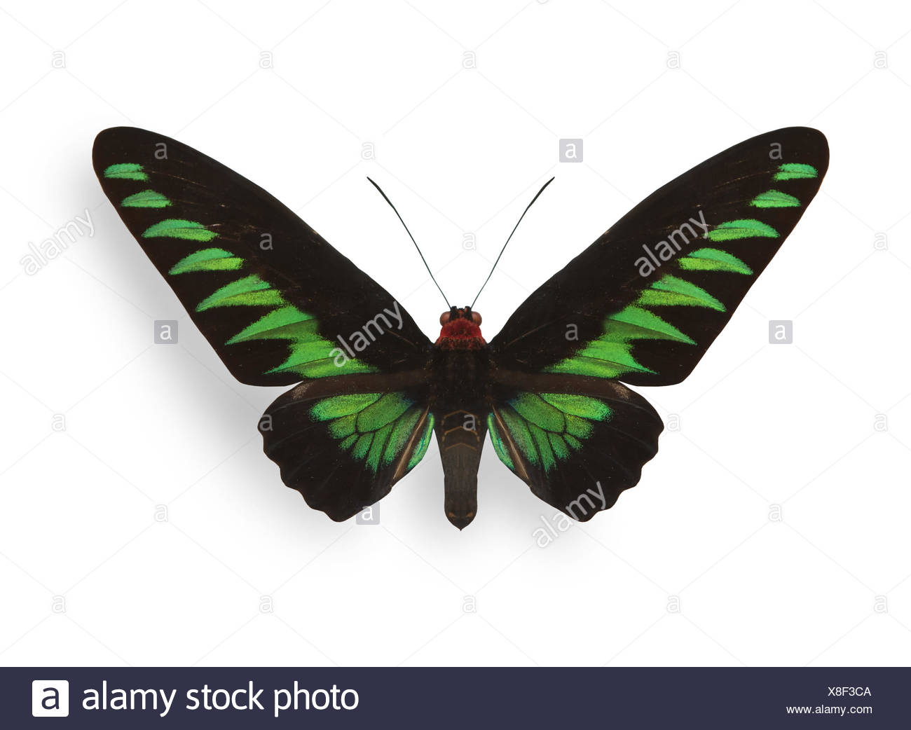 Butterfly Shadow Stock Photos & Butterfly Shadow Stock Images - Alamy