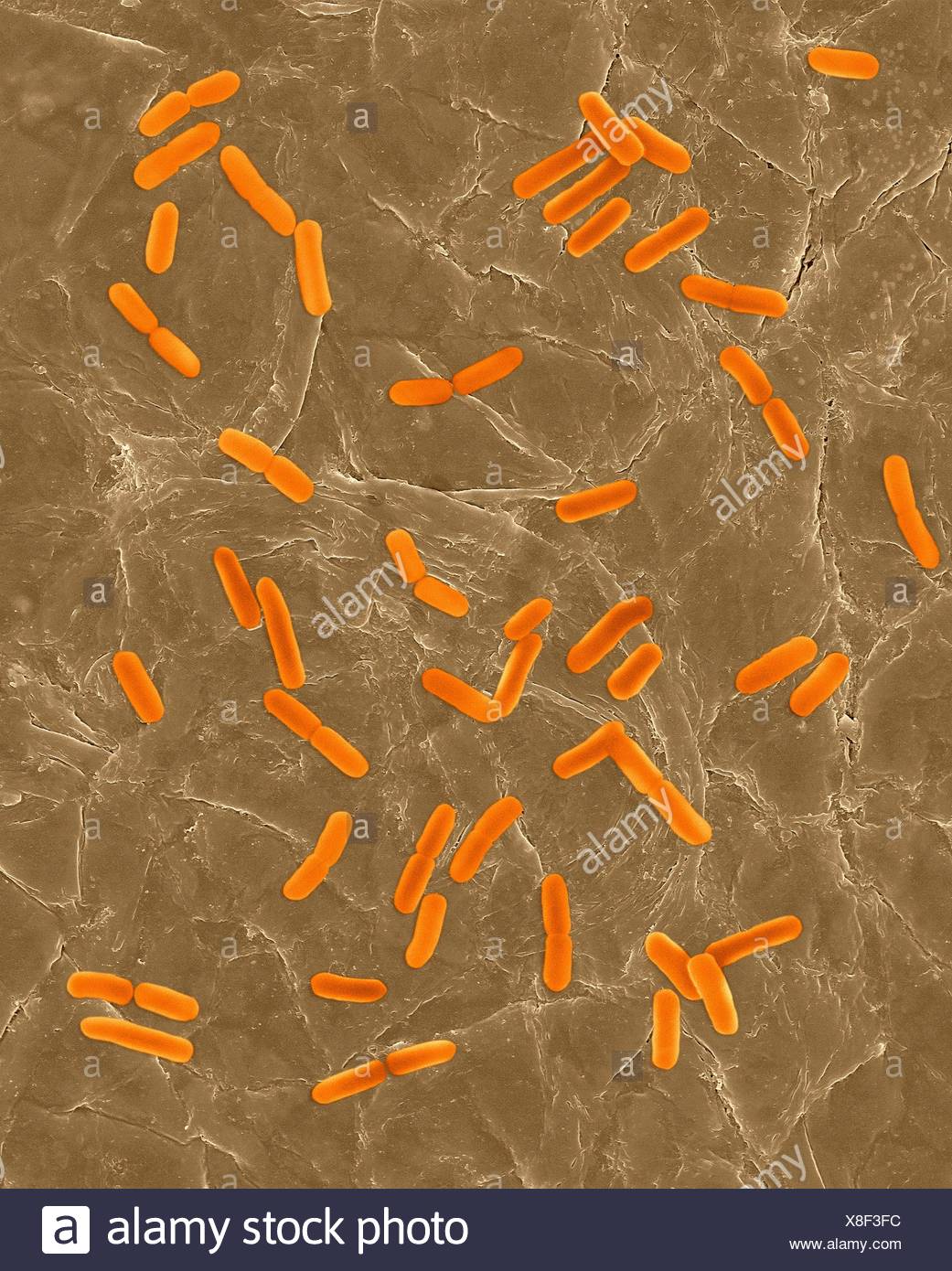 Human Skin Sem Stock Photos & Human Skin Sem Stock Images - Alamy