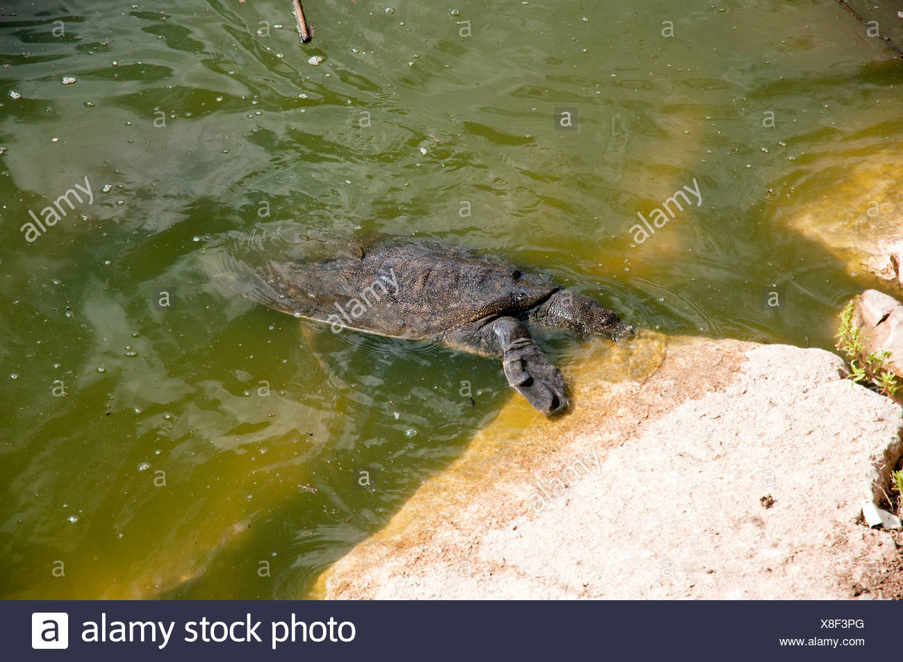 Trionyx Stock Photos & Trionyx Stock Images - Alamy