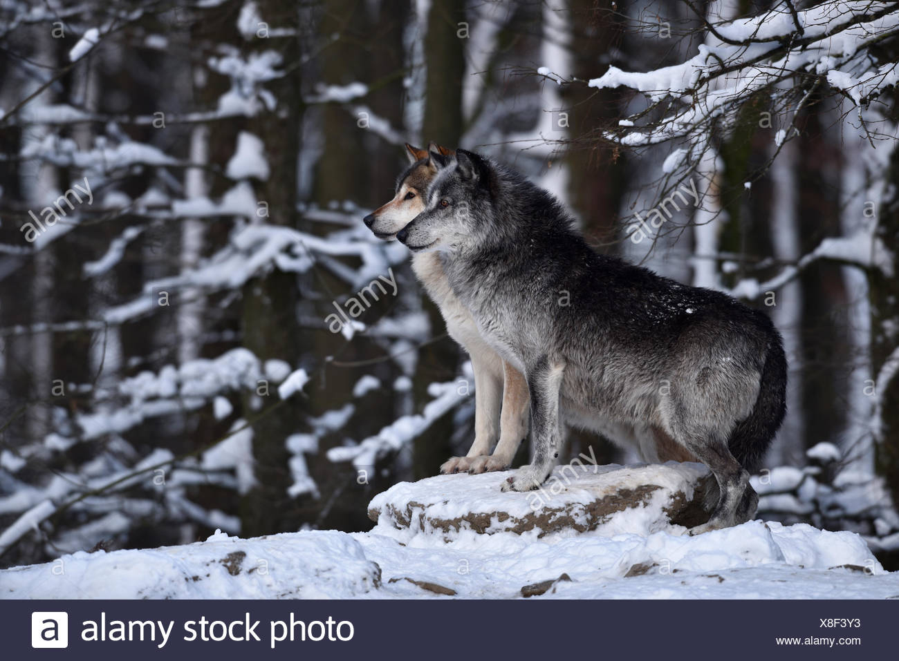 Wolf Pack With Alpha Male High Resolution Stock Photography and Images ...