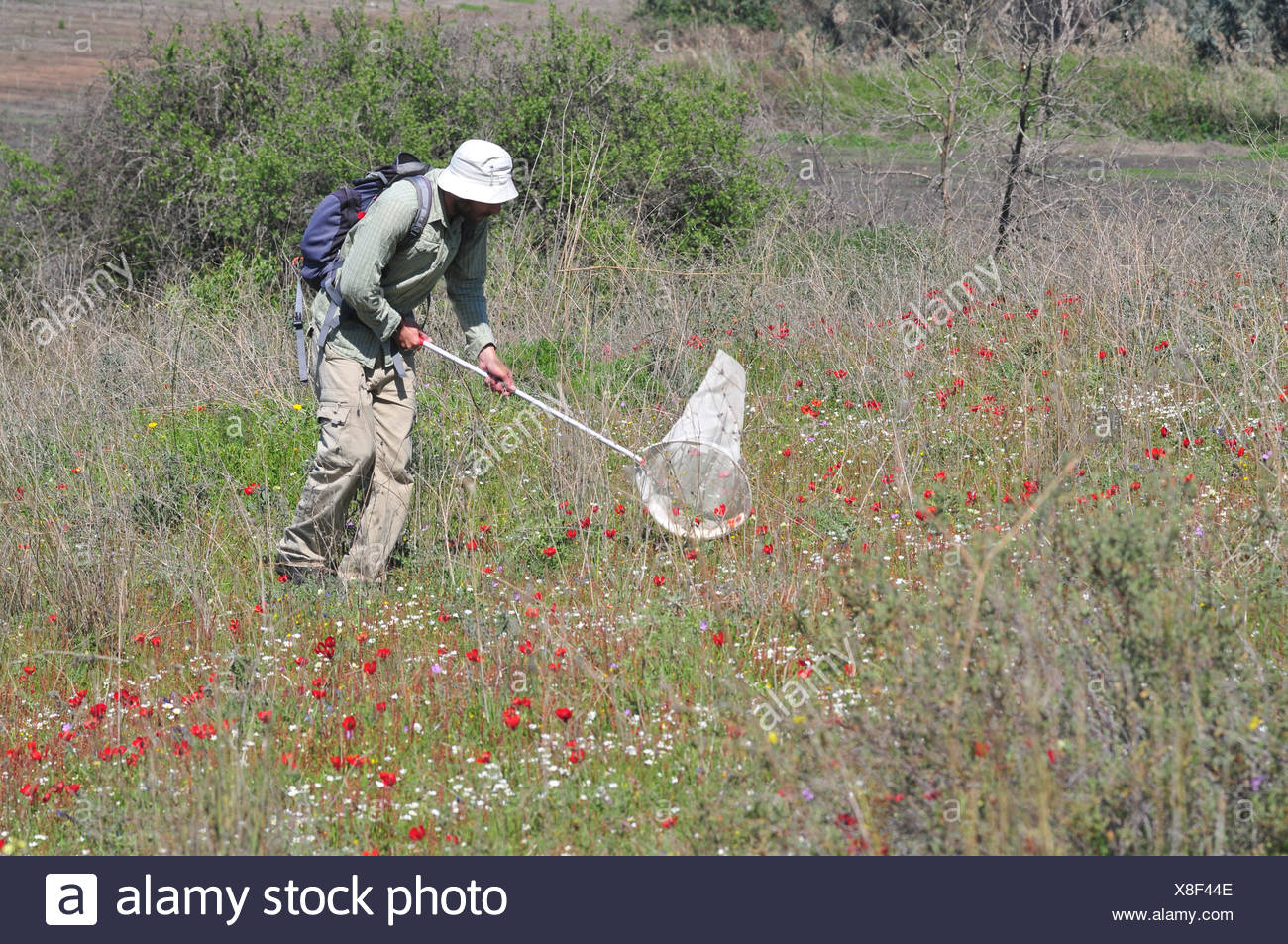 Entomology Specimens High Resolution Stock Photography and Images - Alamy