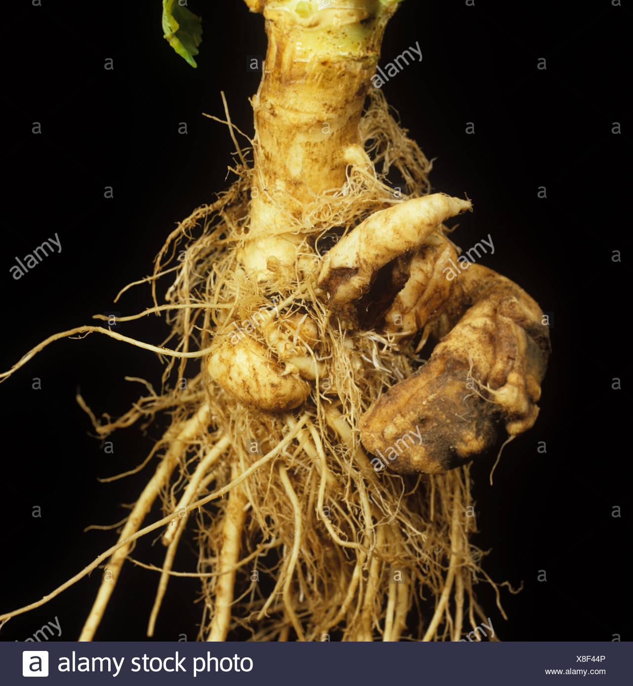 Club Root Stock Photos & Club Root Stock Images - Alamy