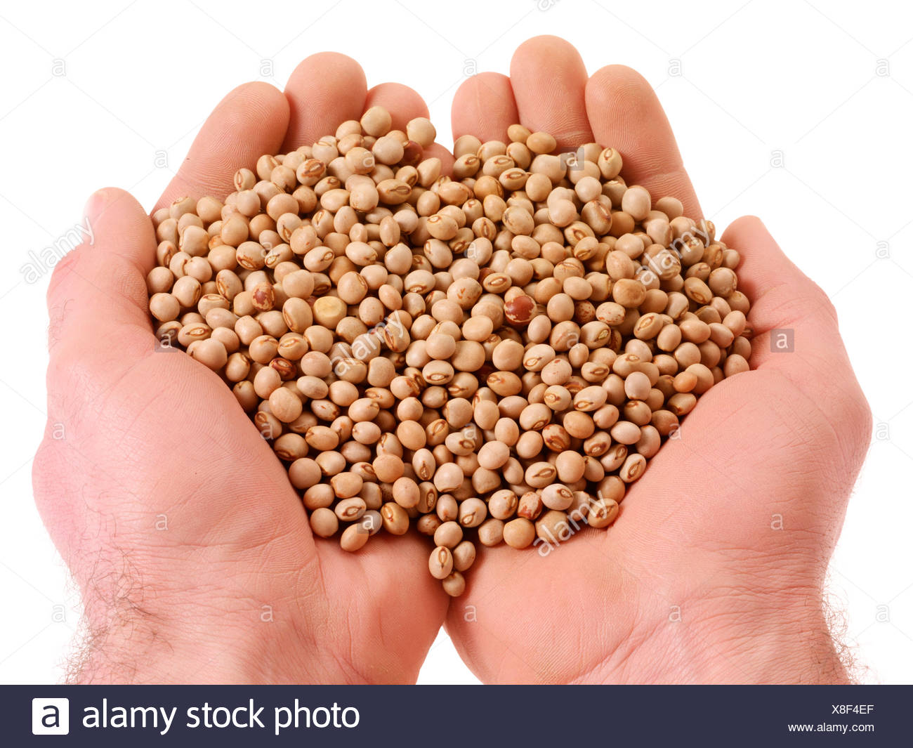 Gungo Pea High Resolution Stock Photography and Images - Alamy