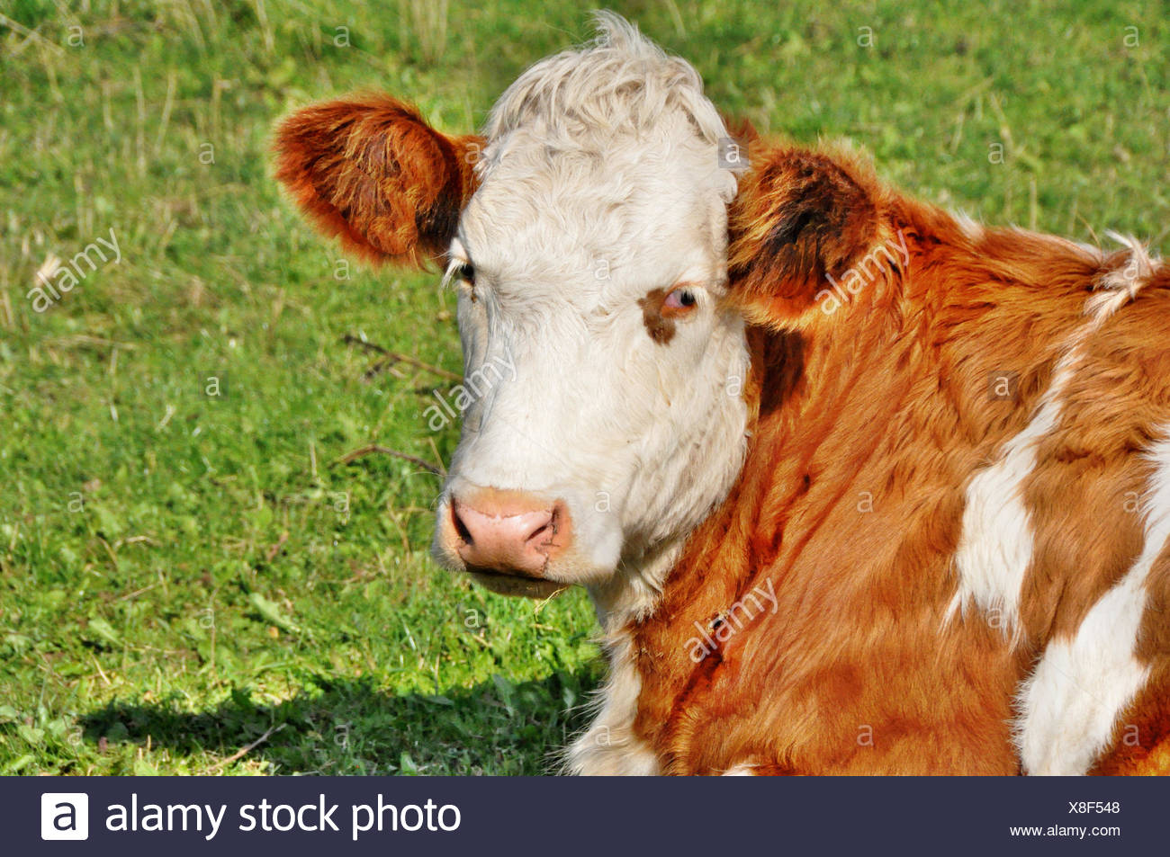 A Cow Cub Stock Photos & A Cow Cub Stock Images - Alamy