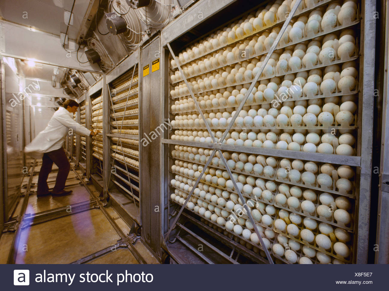 Inspecting Poultry High Resolution Stock Photography and Images - Alamy