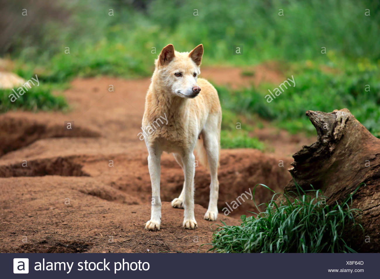 Dingo Canis Familiaris Dingo High Resolution Stock Photography and ...