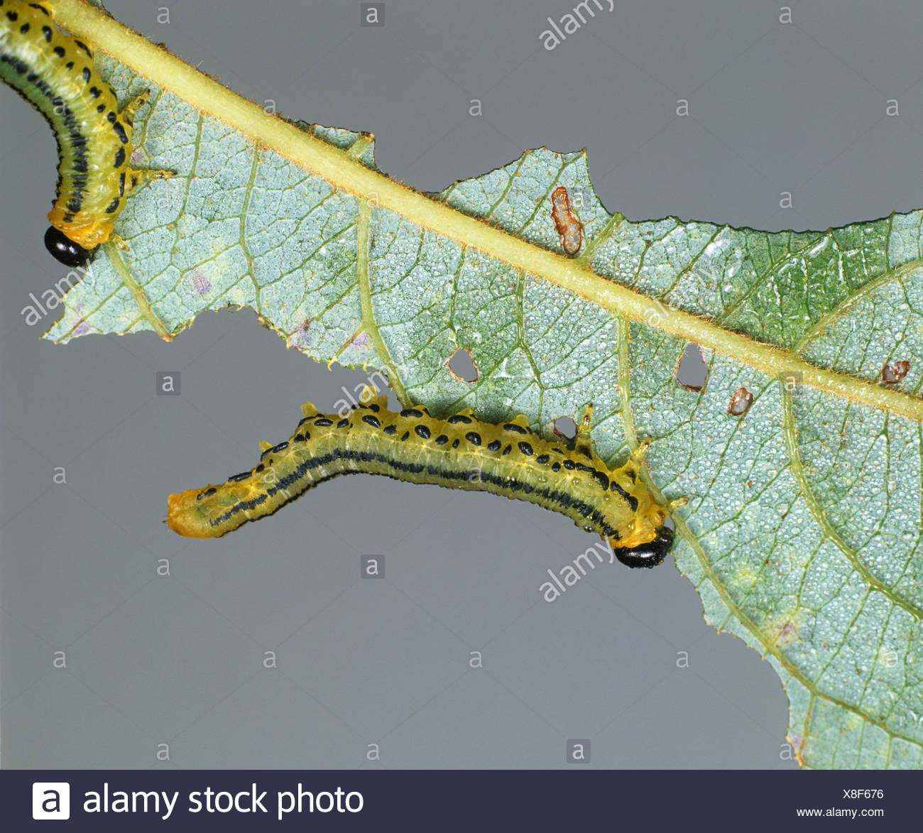 Willow Sawfly High Resolution Stock Photography and Images - Alamy