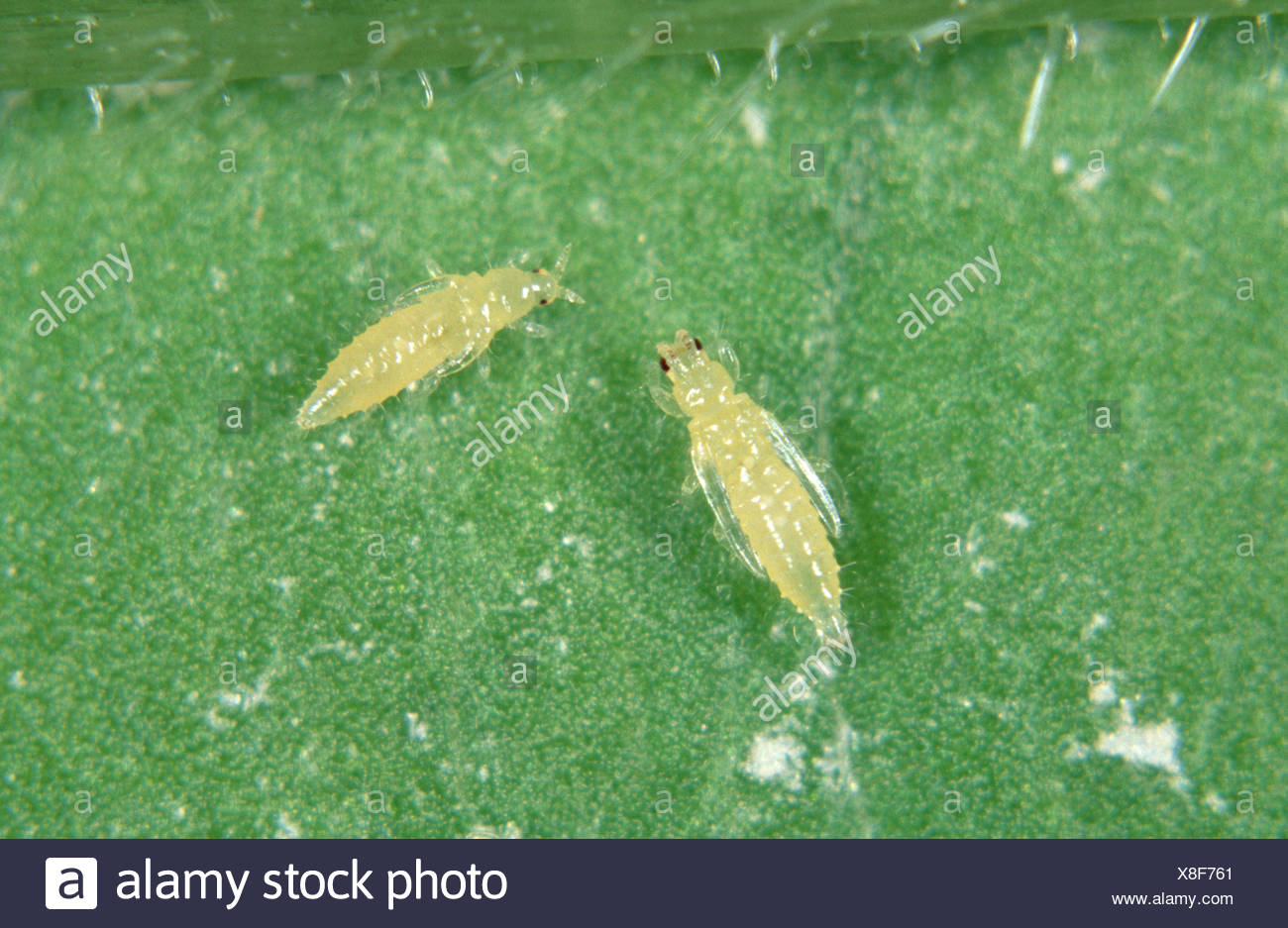 Frankliniella Stock Photos & Frankliniella Stock Images - Alamy