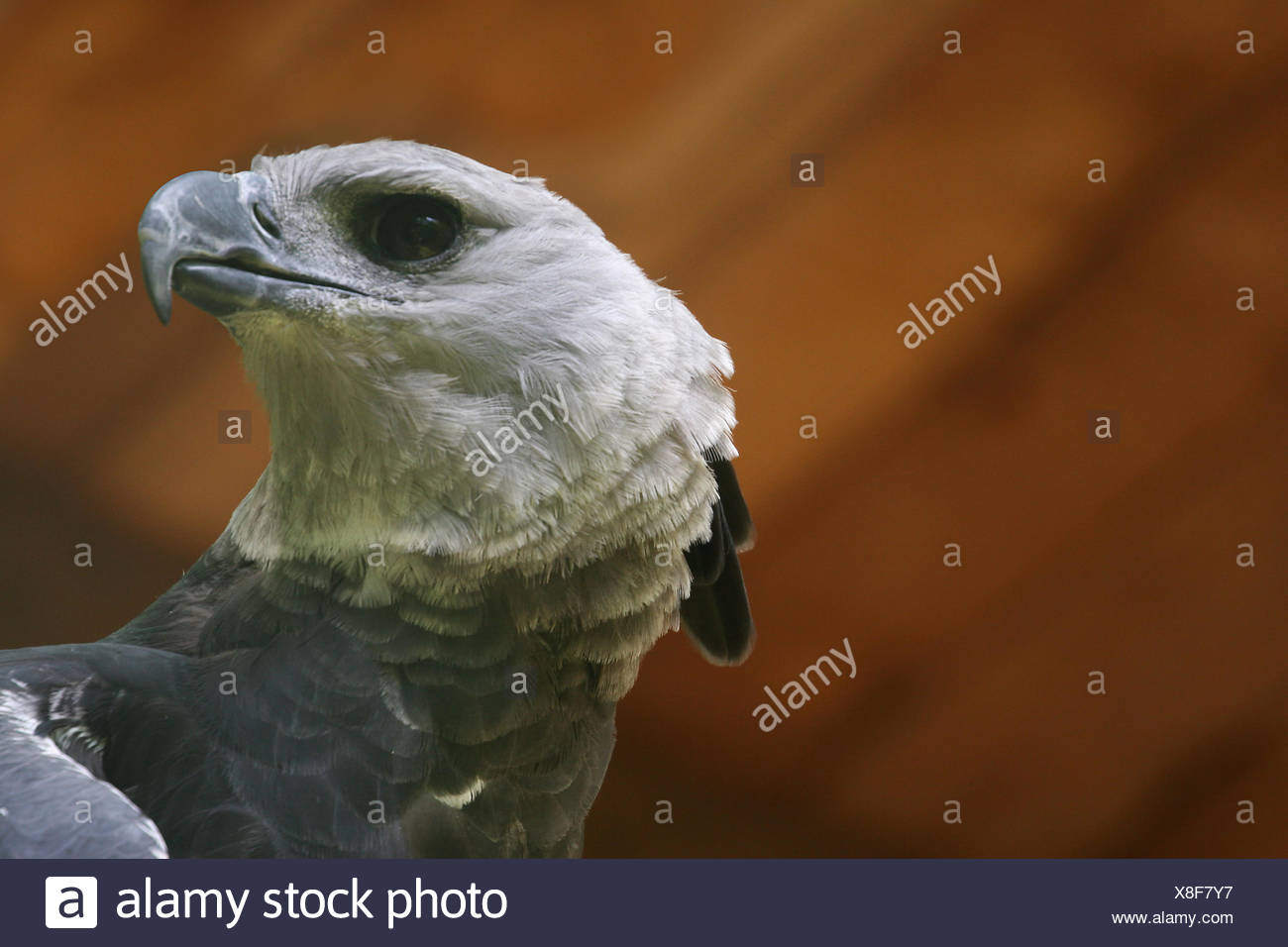Harpy High Resolution Stock Photography and Images - Alamy