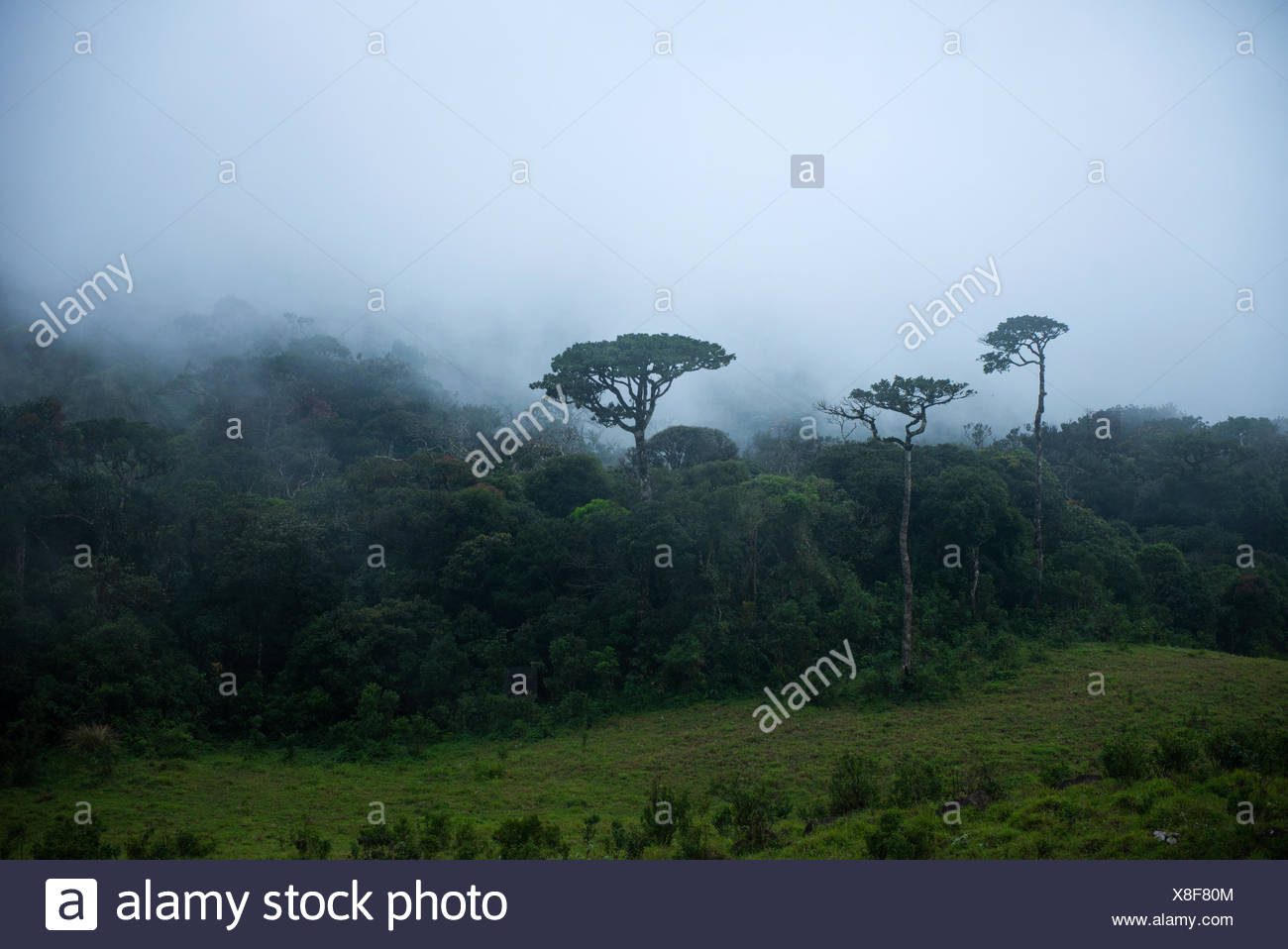 Shola Forest Stock Photos & Shola Forest Stock Images - Alamy