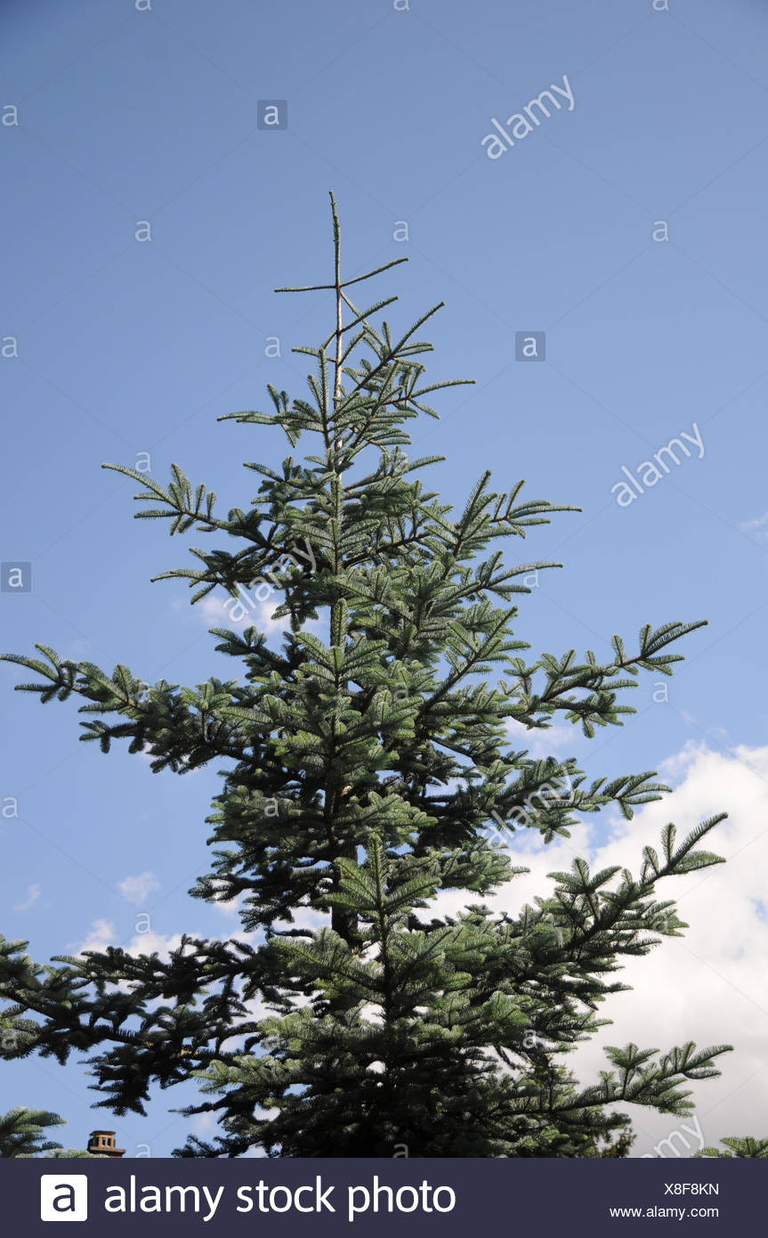 Nobilis Fir High Resolution Stock Photography and Images - Alamy