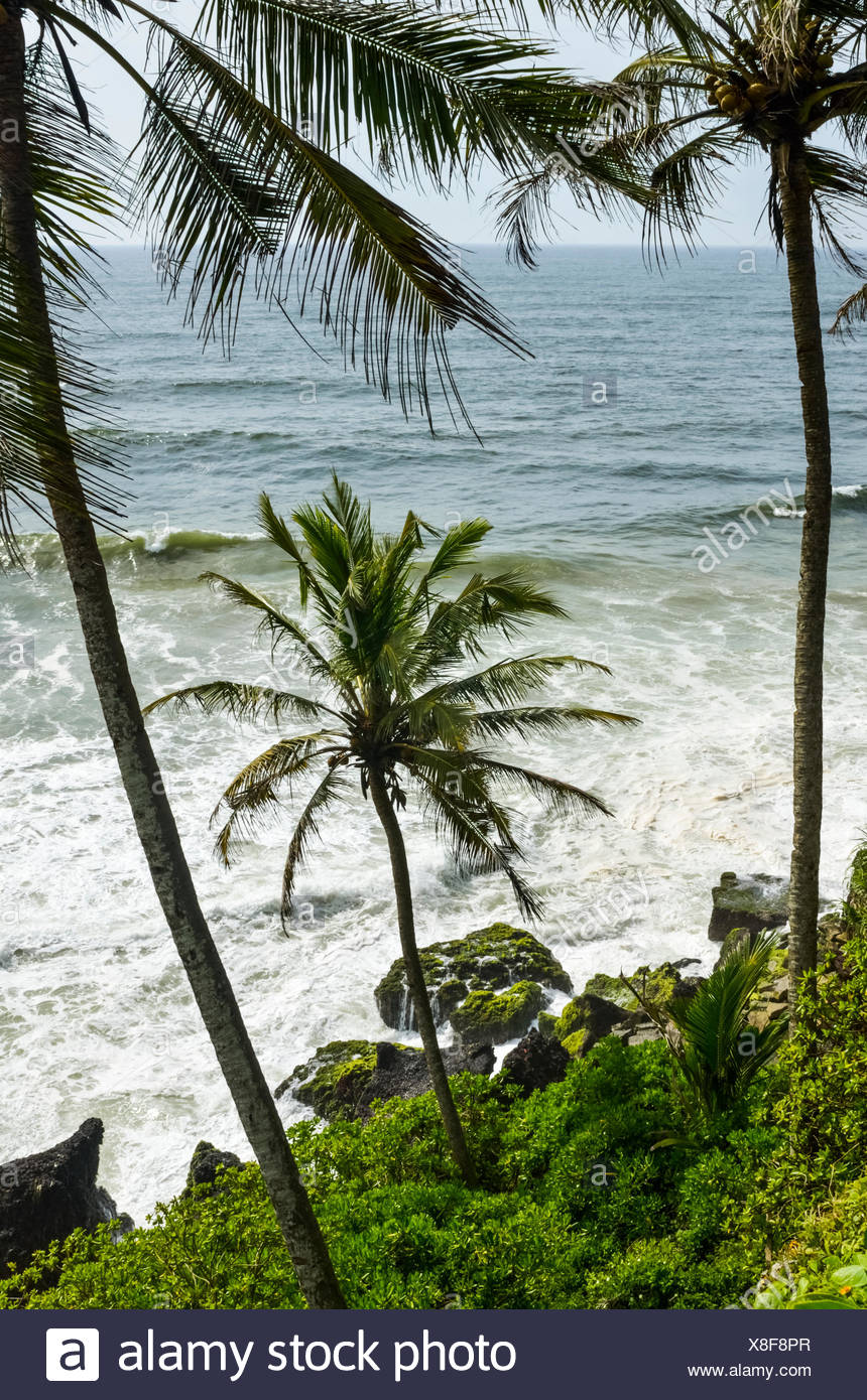 Kerala Coconut Tree Stock Photos & Kerala Coconut Tree Stock Images - Alamy