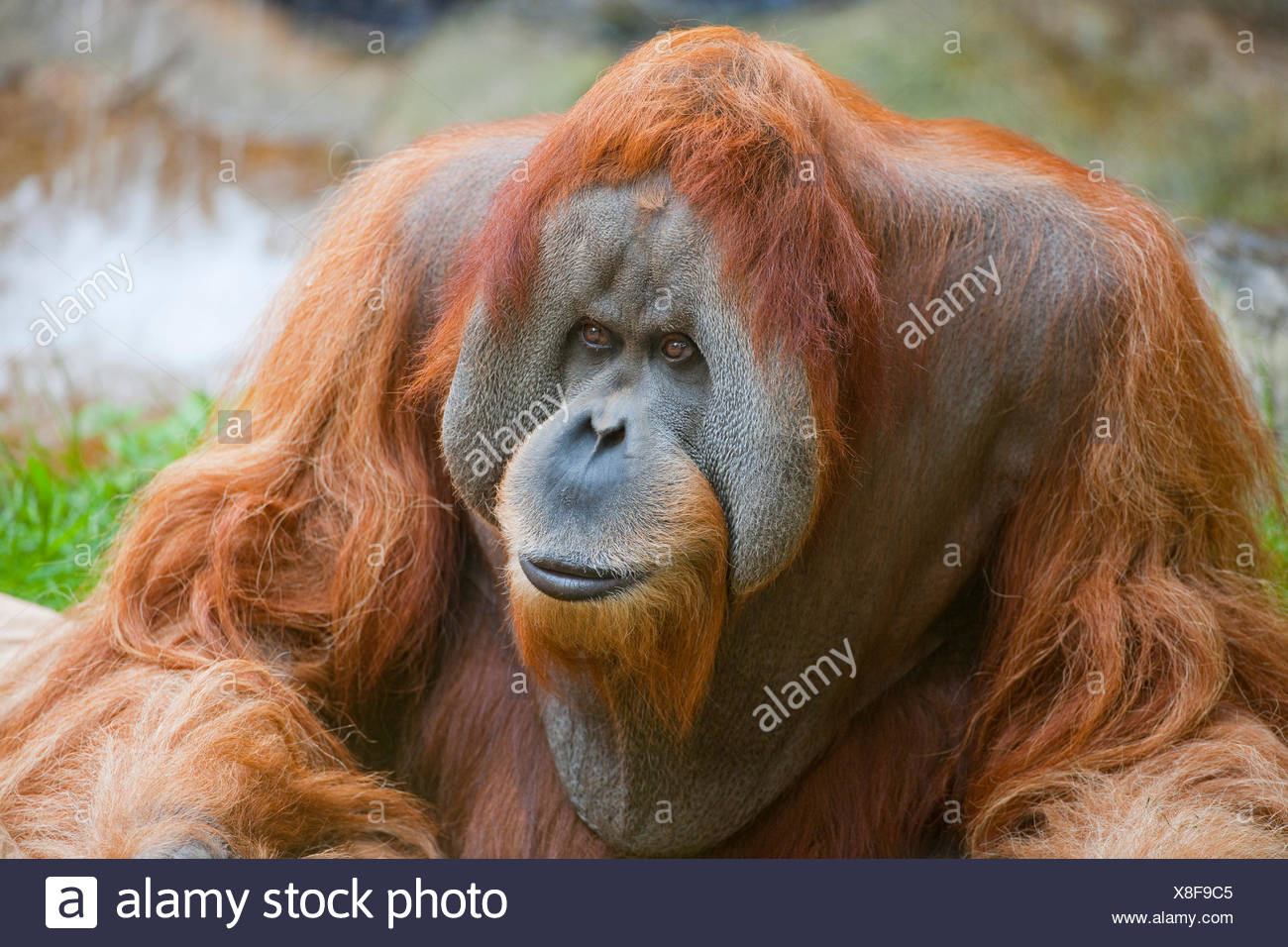 Pongo Abelii Stock Photos & Pongo Abelii Stock Images - Alamy